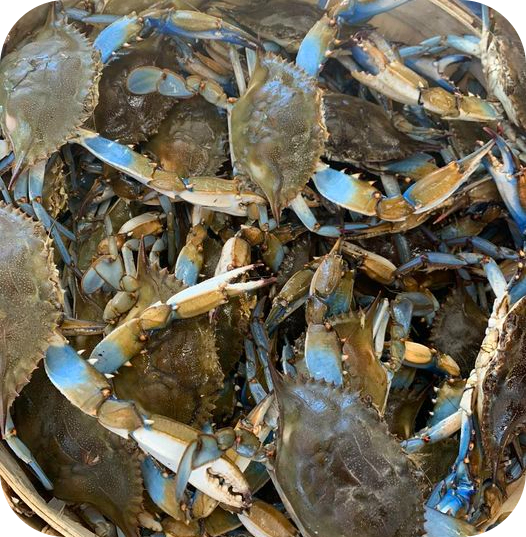 Shop maryland hard crabs | Linton's Seafood